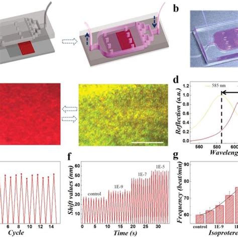 Schemes Of The Graphene Hybrid Anisotropic Structural Color Film With Download Scientific