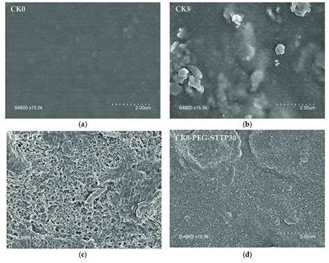 Sem Pictures Of The Membrane Surface Magnification X 15000 A Ck0