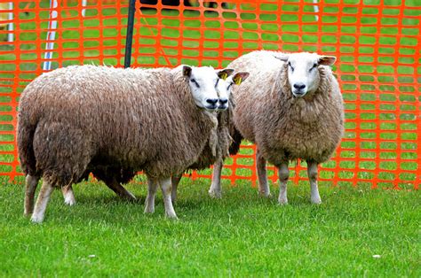 Sheep Detection New Object Detection Dataset By TAGEM