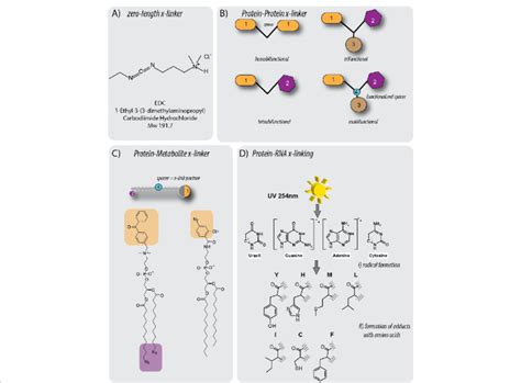 Overview Of Cross Linker Designs And Reactions A Example For A
