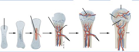 Diagram Of Ossification Quizlet