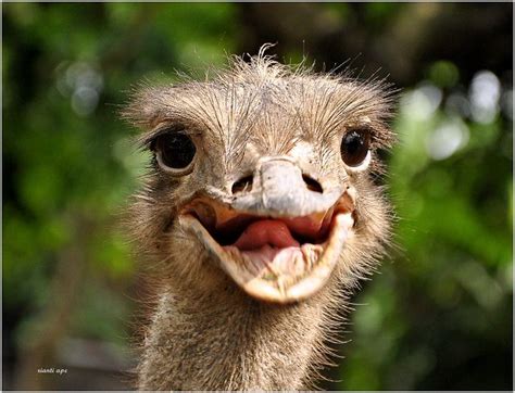 Discover 38 Ostrich Funny Faces ~~ And Ostrich Ideas Ostriches