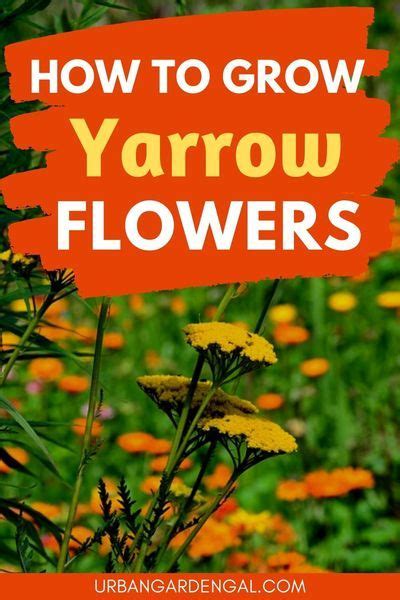 How To Grow Yarrow Flowers