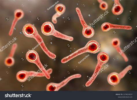 Clostridium Tetani Bacteria Causative Agent Tetanus Stock Illustration 2178214257 Shutterstock
