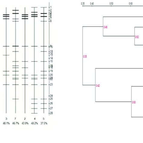 Dgge Lane Images A And Upgma Dendrogram B Of The Microbial Download Scientific Diagram