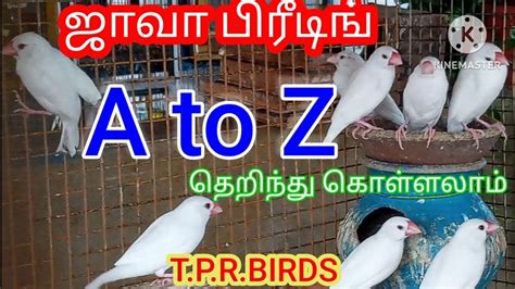 Java Birds A To Z Breeding Youtube