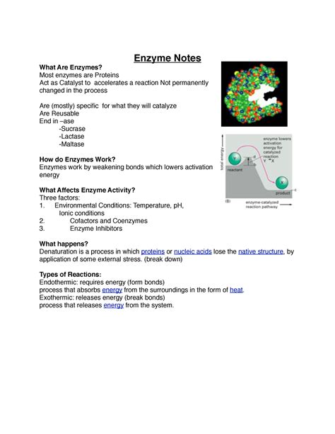 Enzyme Notes Enzyme Notes What Are Enzymes Most Enzymes Are Proteins Act As Catalyst To Studocu