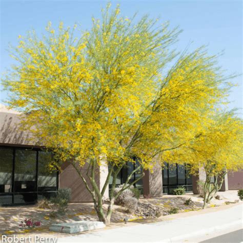 A Comprehensive List Of Arizona Trees Happy Tree Guys