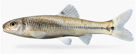 Pimephales Vigilax Bullhead Minnow 3d Model