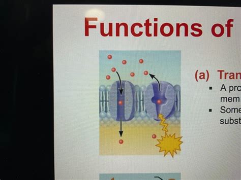 Anp Midterm 13 Cellular Physiology Of Nerve And Muscle I Flashcards