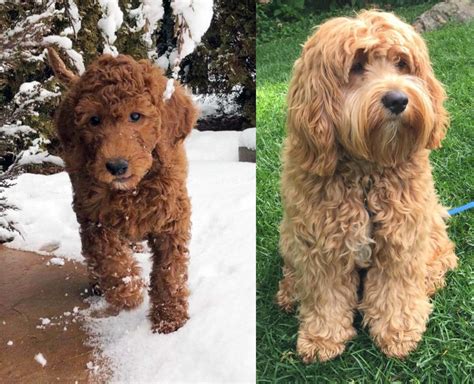 Irish Doodles Vs Cockapoo Breed Comparison Mydogbreeds