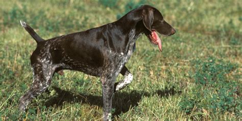 German Shorthaired Pointer Exercise Needs Keeping Your Rhodesian Ridgeback Fit And Happy 520x500