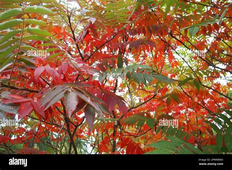 Sumac Rhus Is A Genus Of Plants That Unites About 250 Species Of Shrubs And Small Trees Of The
