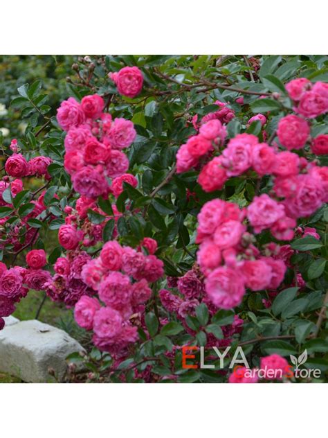 Роза Эксцельса в магазине Elya Garden - Саженец