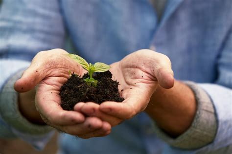 Premium Photo A Male Farmer Holds A Tree Seedling In His Hand To