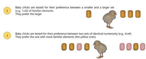 Numerical Cognition Flashcards Quizlet