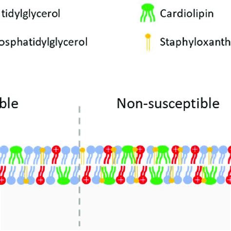 Cell Membrane Of Daptomycin Susceptible Left And Non Susceptible Download Scientific Diagram