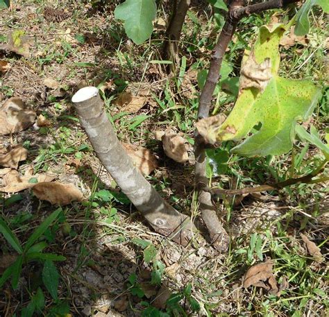 Growing Future Bonsai How To Make The Next Move Bonsai South