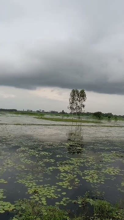 গ্রাম বাংলা অপরুপ দৃশ্য বাংলাদেশ Villagenature Bangladesh Shorts Youtube