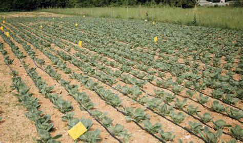 Cultivos Que Necesitan Poca Agua Agroingenia