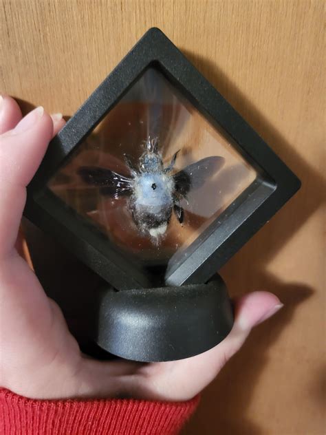 Bug Specimens