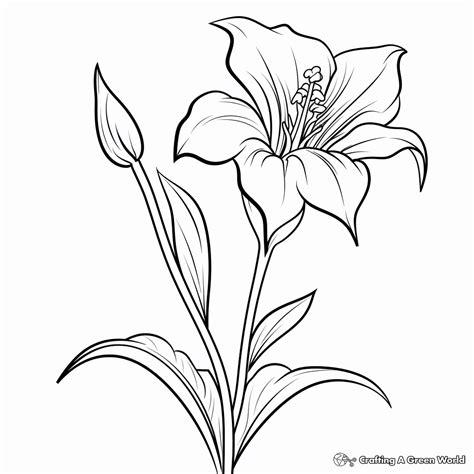 crinum lily coloring pages download free printable