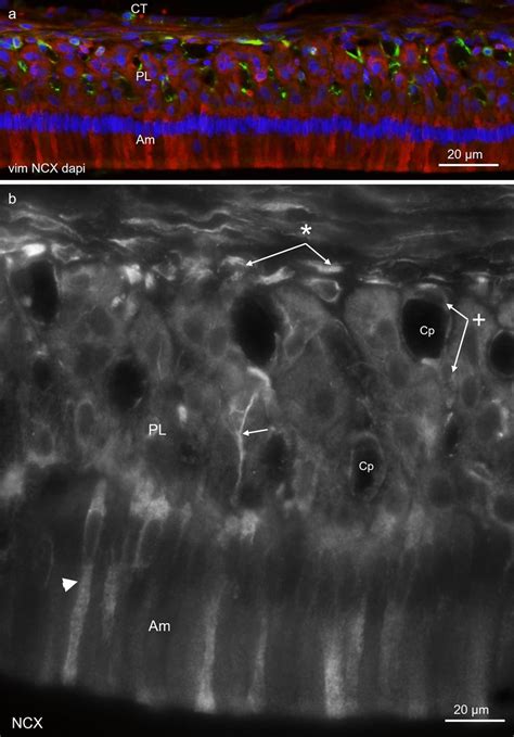 Sagittal Sections Of The Enamel Organ Of The Rat Mandibular Incisor