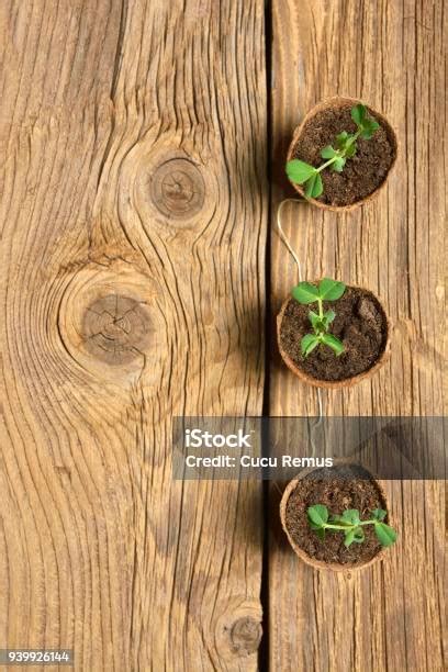 완두콩 나무 배경에 고립 된 작은 냄비에 경종의 젊은 식물 0명에 대한 스톡 사진 및 기타 이미지 0명 개념 개념과 주제 Istock