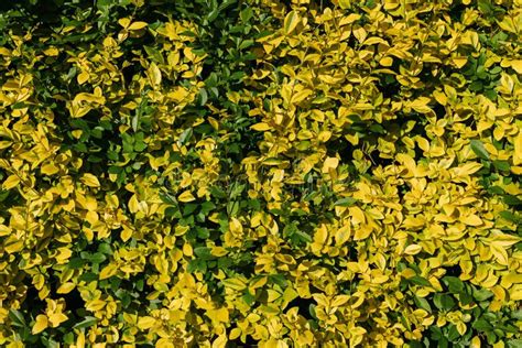 Wintercreeper Or Euonymus Fortunei Evergreen Shrubs With Green And