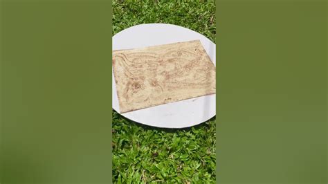 කෝපි පාට කොළ 🤎 2024 Asmr Viral Diy Coffeelover Coffeefilters Youtube