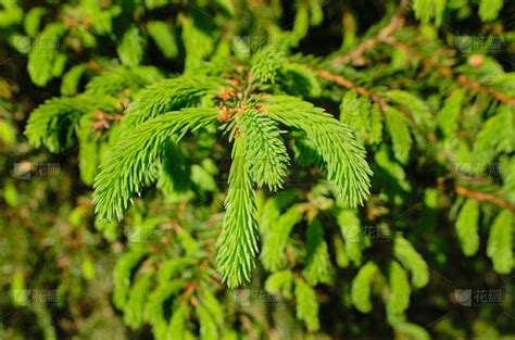 云杉松枝绿嫩，白天在树林、公园、大自然中生长。没有人，特写镜头，选择性聚焦