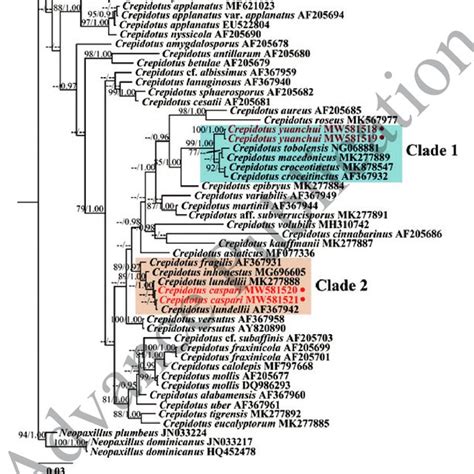 Maximum Likelihood Tree Based On The Combined ITS NLSU Dataset Download Scientific Diagram