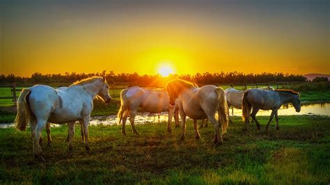 Tv Tcl 115 X955 Max Premium Qd Miniled Tv Tcl Saudi Arabia Tcl 115