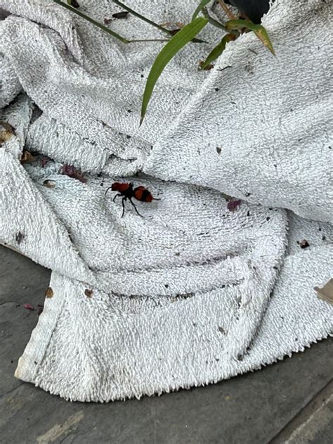 What Is This Fast Insect Rwhatisthisbug