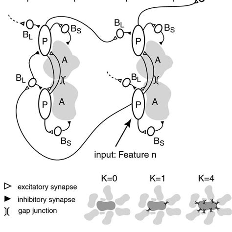 Neuronal Architecture A The Neural Network Model Consisting Of A