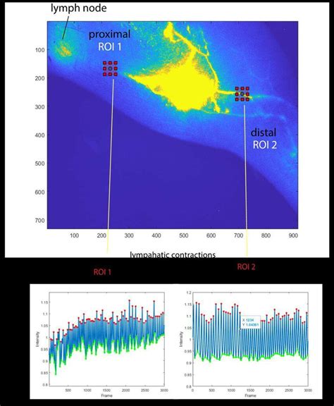 Figure S3 A Functional Nir Imaging Example Showing Analysis Of Nir