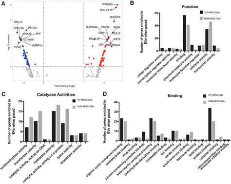 transcriptomic analysis of hcm hipsc cm evs identified differential
