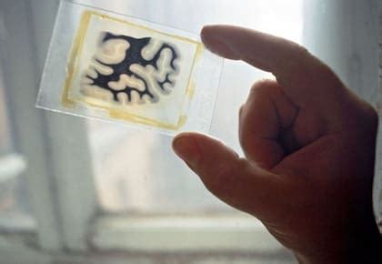 Conservado En Formol Y Cortado En 30000 Rebanadas Las Investigaciones