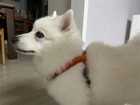 네이버 인플루언서