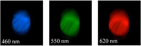 Calibration Images At Three Chosen Wavelengths Download Scientific Diagram