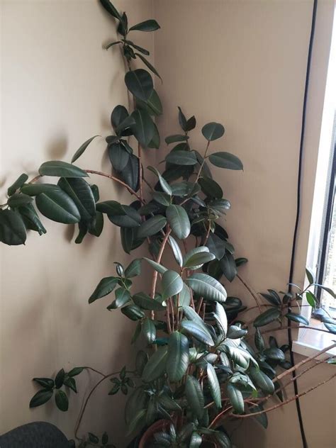 Ficus Elastica Roxb Ex Hornem Rubberplant World Flora Pl Ntnet Identify