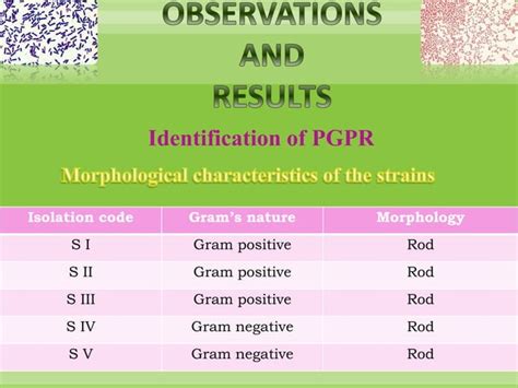 Isolation And Characterization Of Plant Growth Promoting Rhizobacteria From Sugarcane