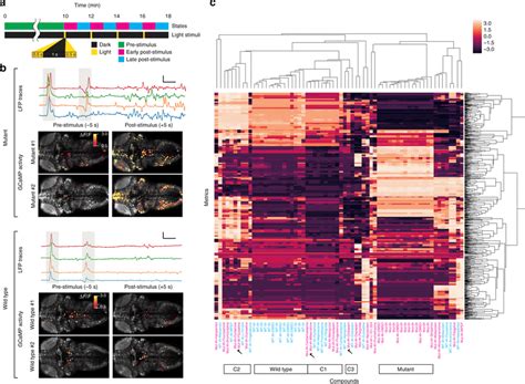 Functional Brain Connectivity Fingerprints Identify Polytherapy