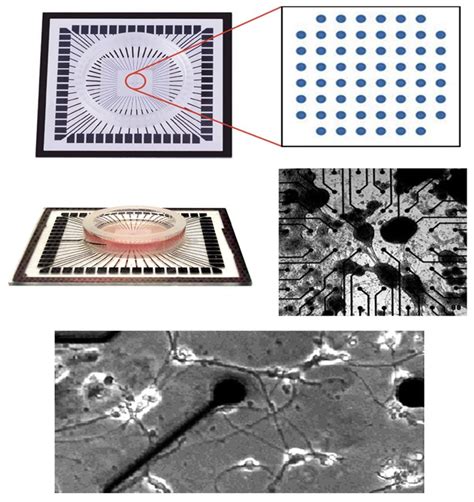 Multi Electrode Arrays Mea The Image Presents A Diagram Of Meas Top