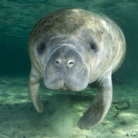 West Indian Manatee Rainforest Alliance