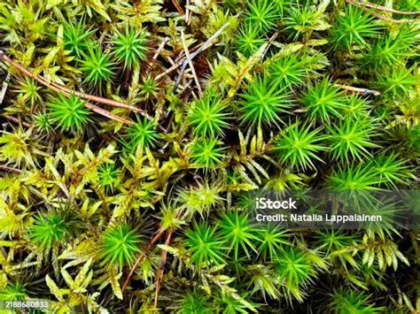 가을 색조 속에서 특유의 뾰족한 잎이 있는 Polytrichum 이끼의 생생한 침대를 위에서 내려다보며 가을 숲 바닥의 본질을 포착합니다 0명에 대한 스톡 사진 및 기타
