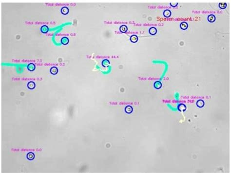The Result Of The Program With The Knn Method At The Final Stage Of The