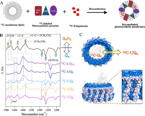 A Schematic Representation For Reconstitution Of 13 C Labeled