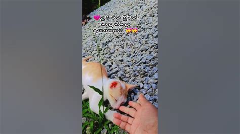 දැනුවත් වීම පිනිස 🤣 Youtube