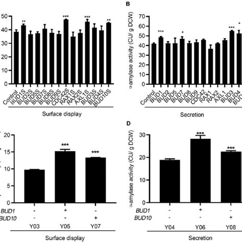 Engineering Cell Polarization Enhanced The Surface−displayed A And